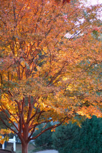 Crape Myrtle – Yard 'N Garden Land