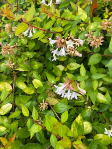 Glossy Abelia – Yard 'N Garden Land