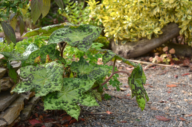 Podophyllum ‘Spotty Dotty’ – Yard 'N Garden Land