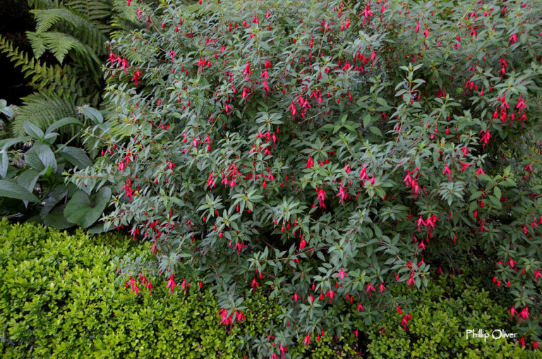 Late Summer Blooming Shrubs – Yard 'N Garden Land