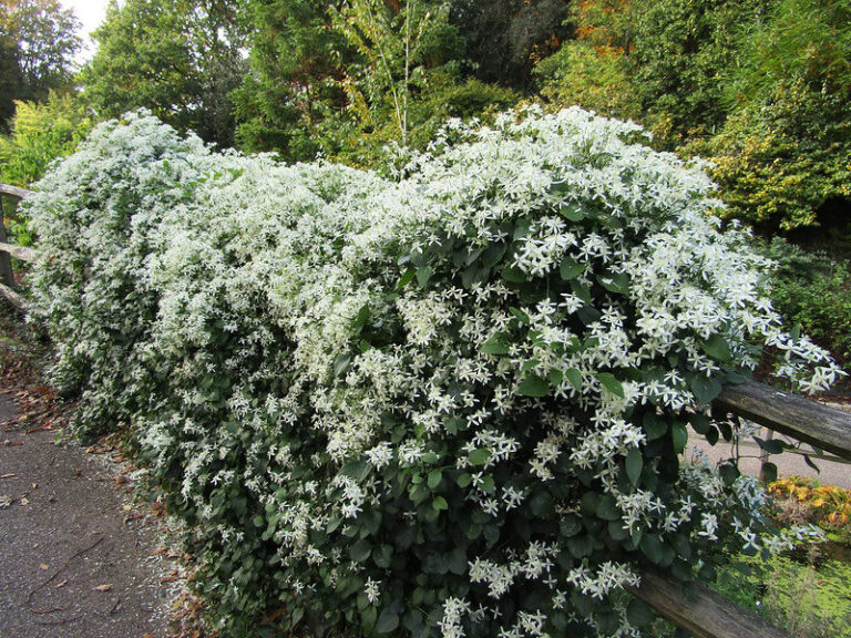 Sweet Autumn Clematis – Yard 'N Garden Land